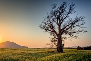 You’re Not A Tree But You Can Learn From One – Purposeful Me